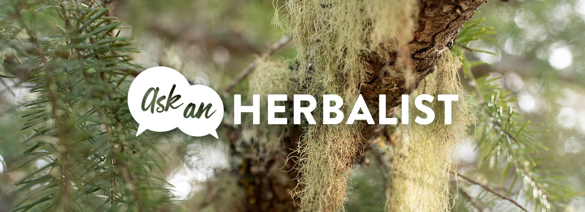 What makes a plant an herb?