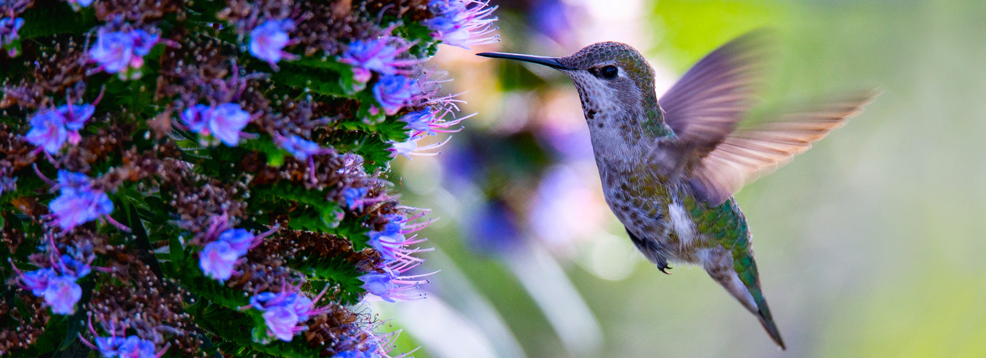 Celebrating 9 unsung heroes of the pollinator world