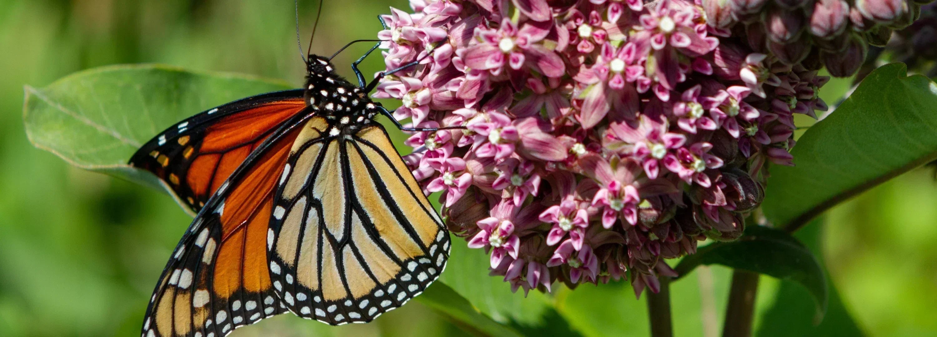 Creating a Sanctuary for Monarch Butterflies