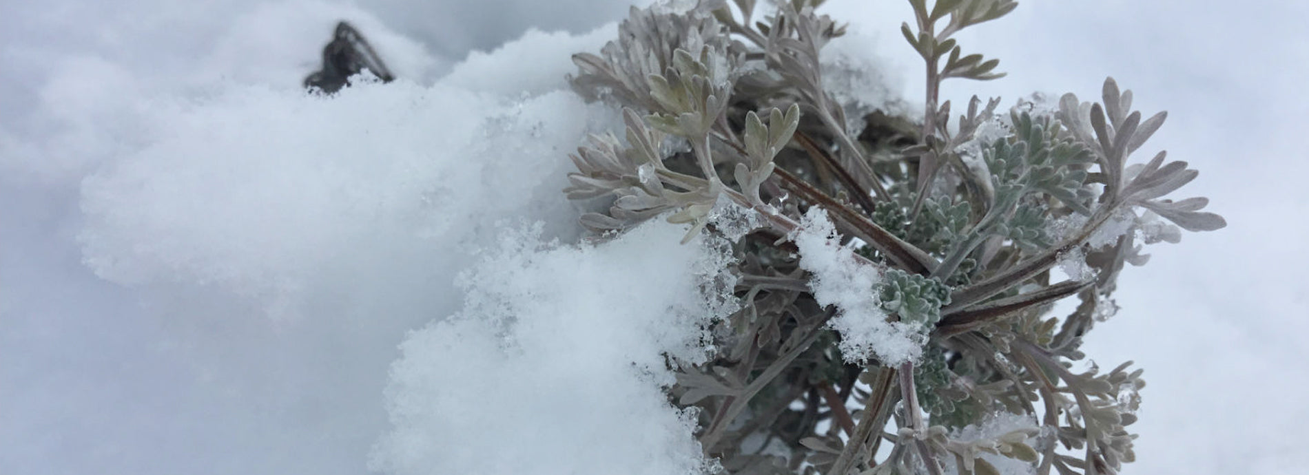 Smells Delightful. Tastes Bitter. Let’s Break It Down.