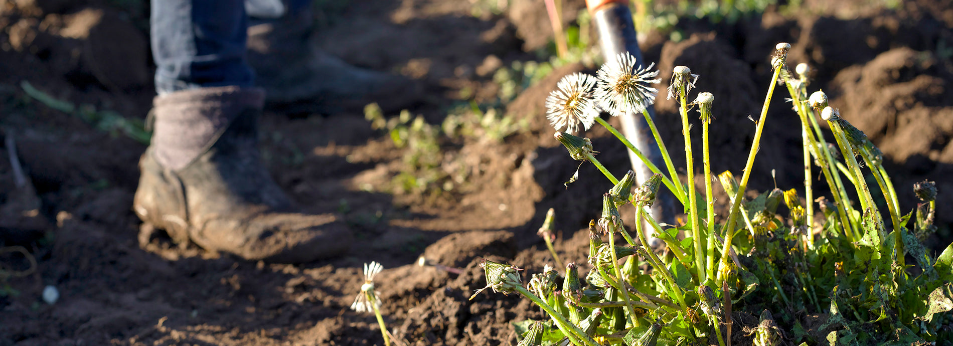 Bitter Plants & Digestion