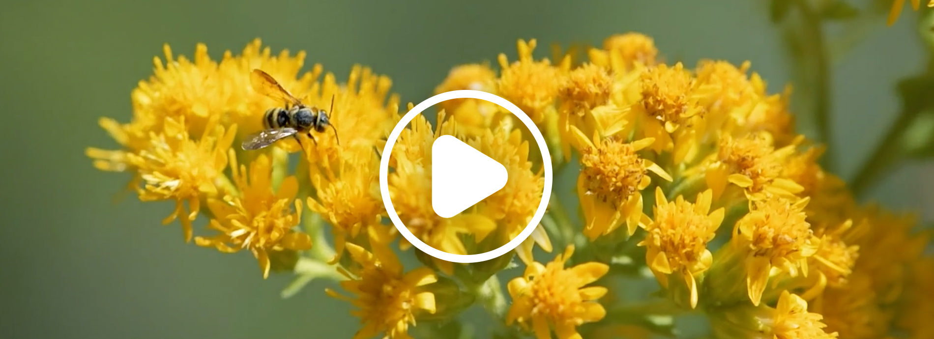 Pharm Spotlight: Oregon Bee Project