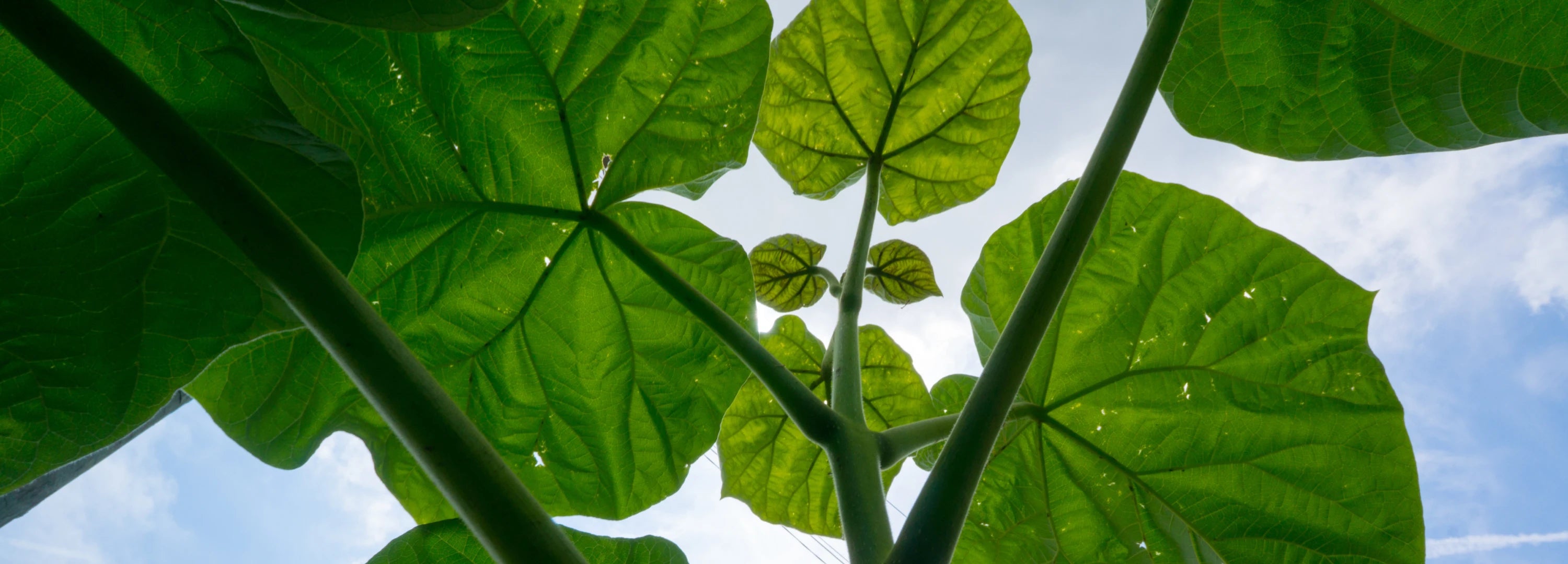 3 DIY Nature Crafts for Kids