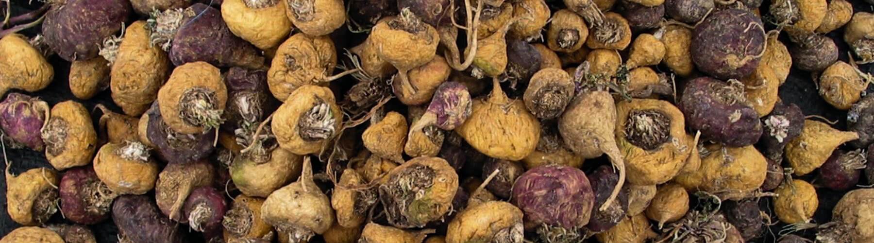 Herbs For Men's Reproductive Health | Herb Pharm