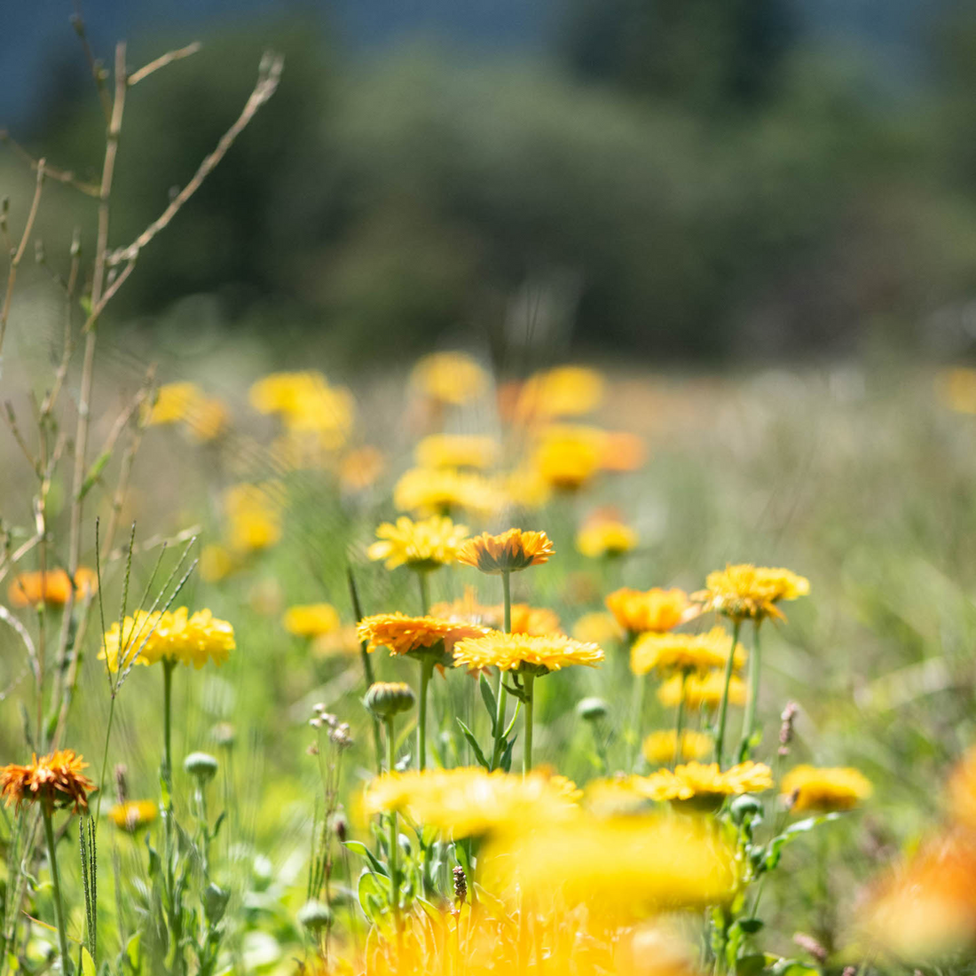 Herb Learning Resources and Links