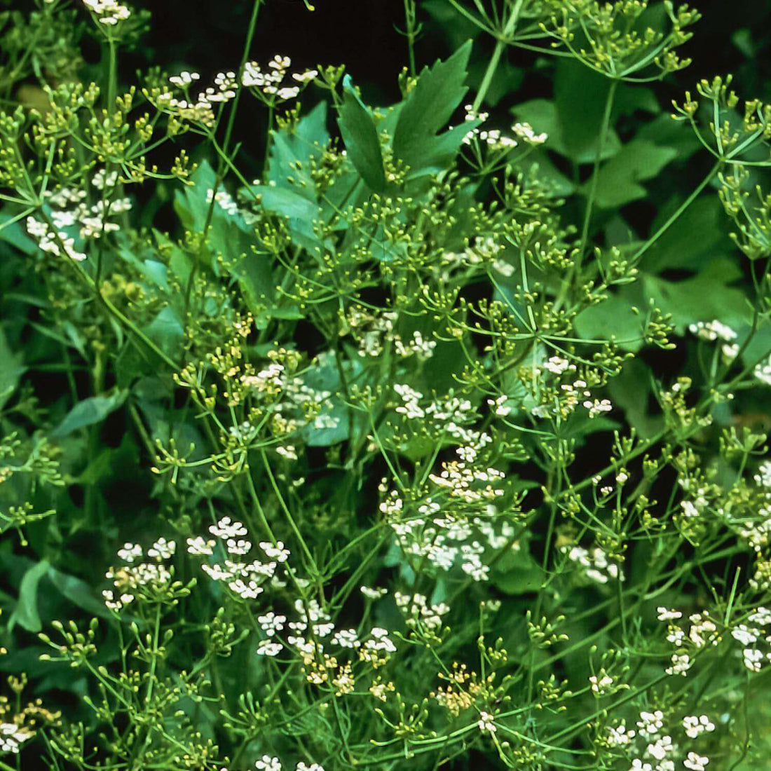 Anise Liquid Herbal Extract | Herb Pharm