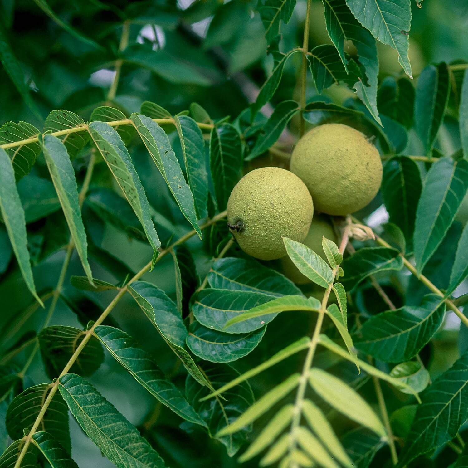 Black Walnut Liquid Herbal Extract | Herb Pharm