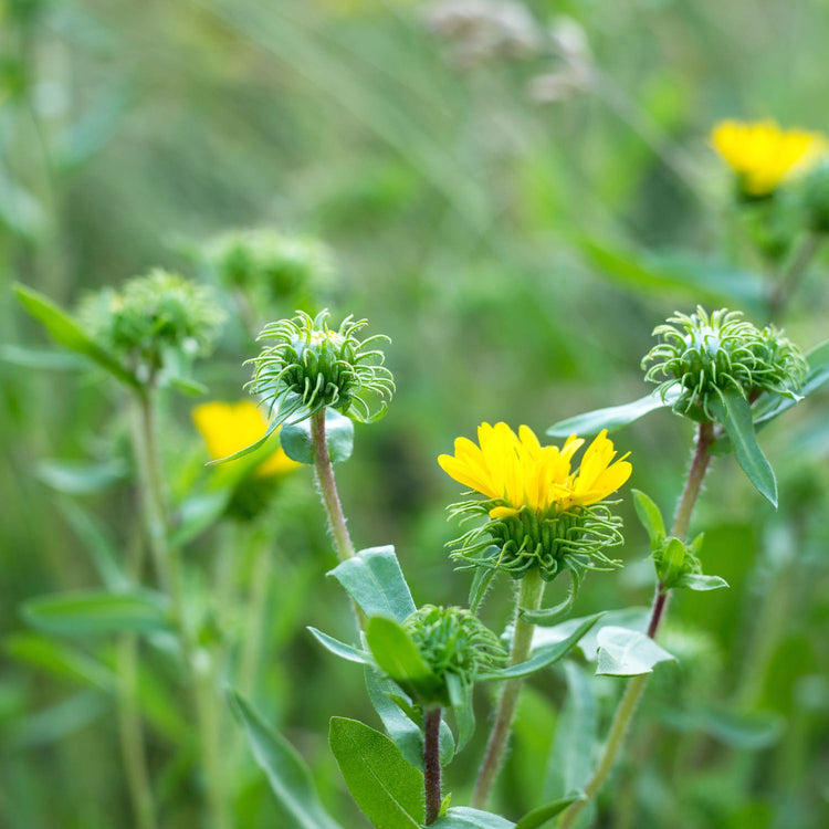 Grindelia Liquid Herbal Extract | Herb Pharm