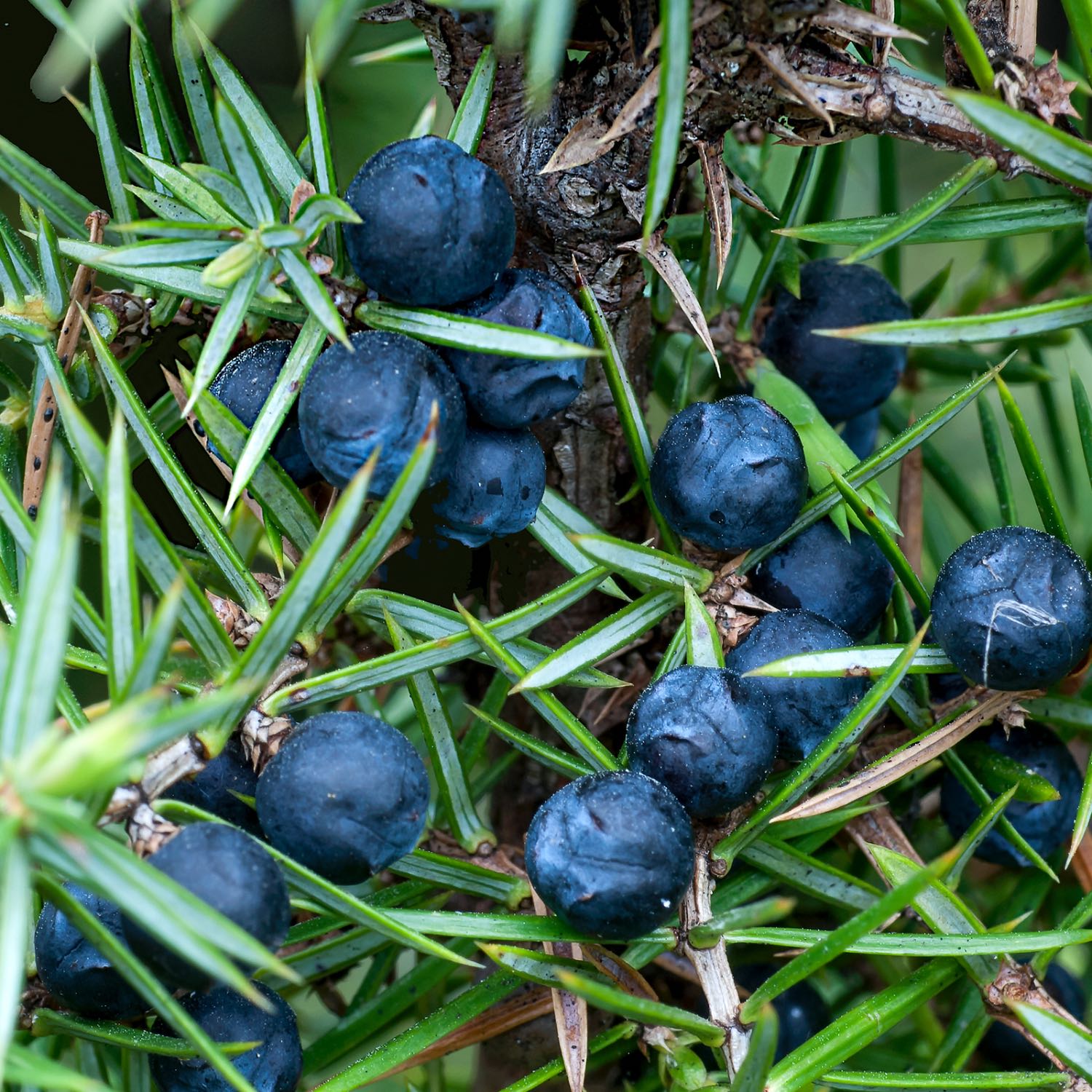 Juniper Liquid Herbal Extract | Herb Pharm