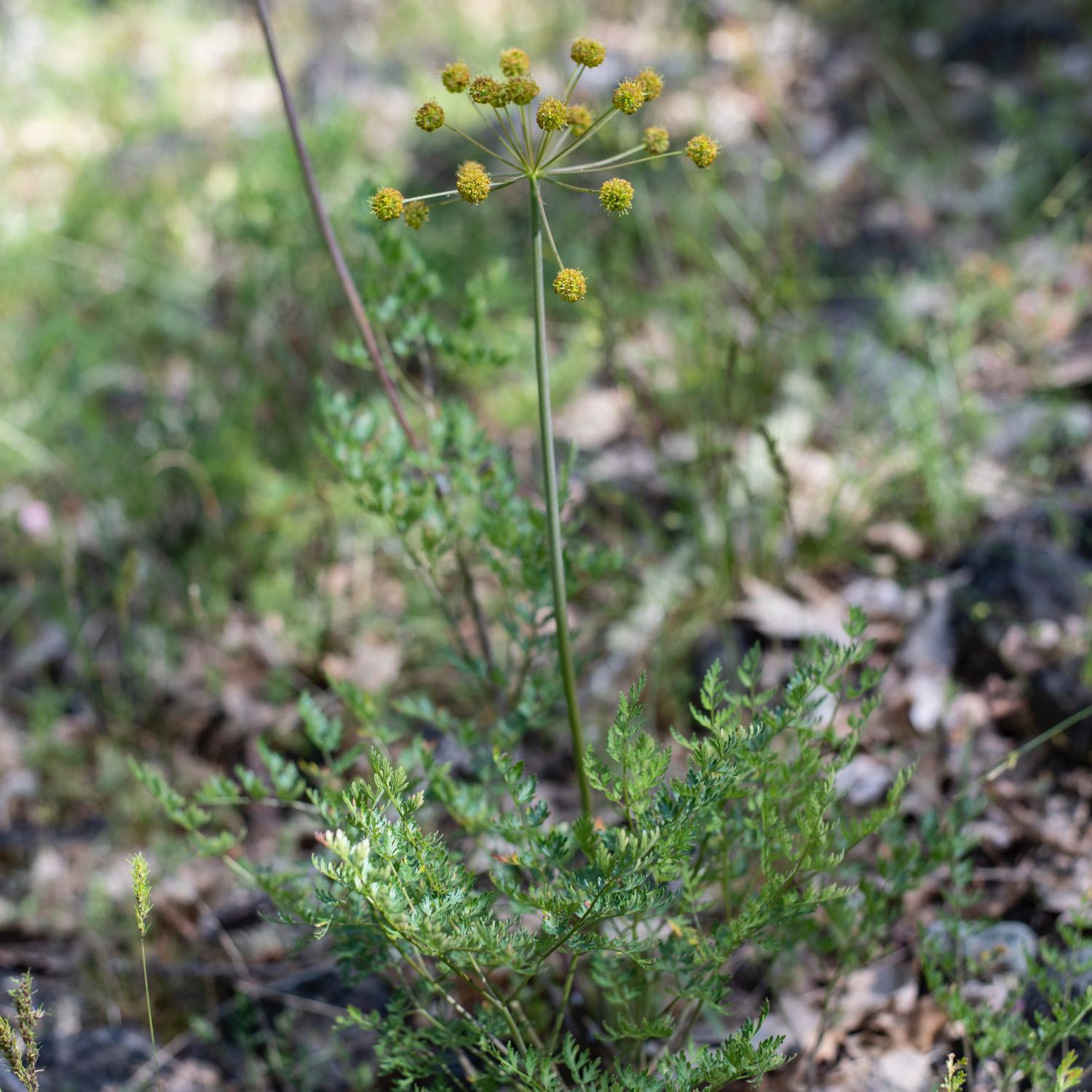 Lomatium Liquid Herbal Extract | Herb Pharm