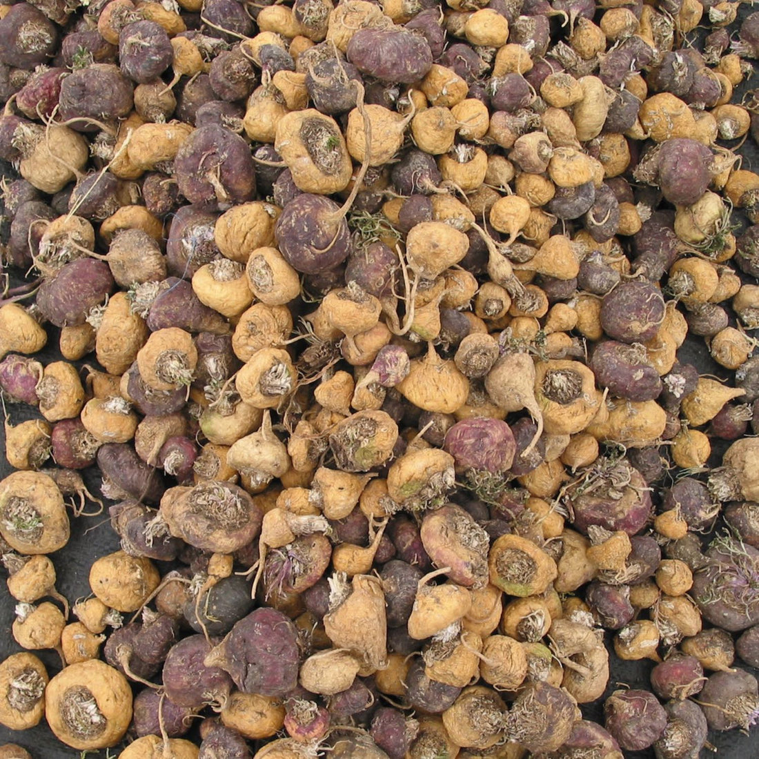 Maca Liquid Herbal Extract | Herb Pharm