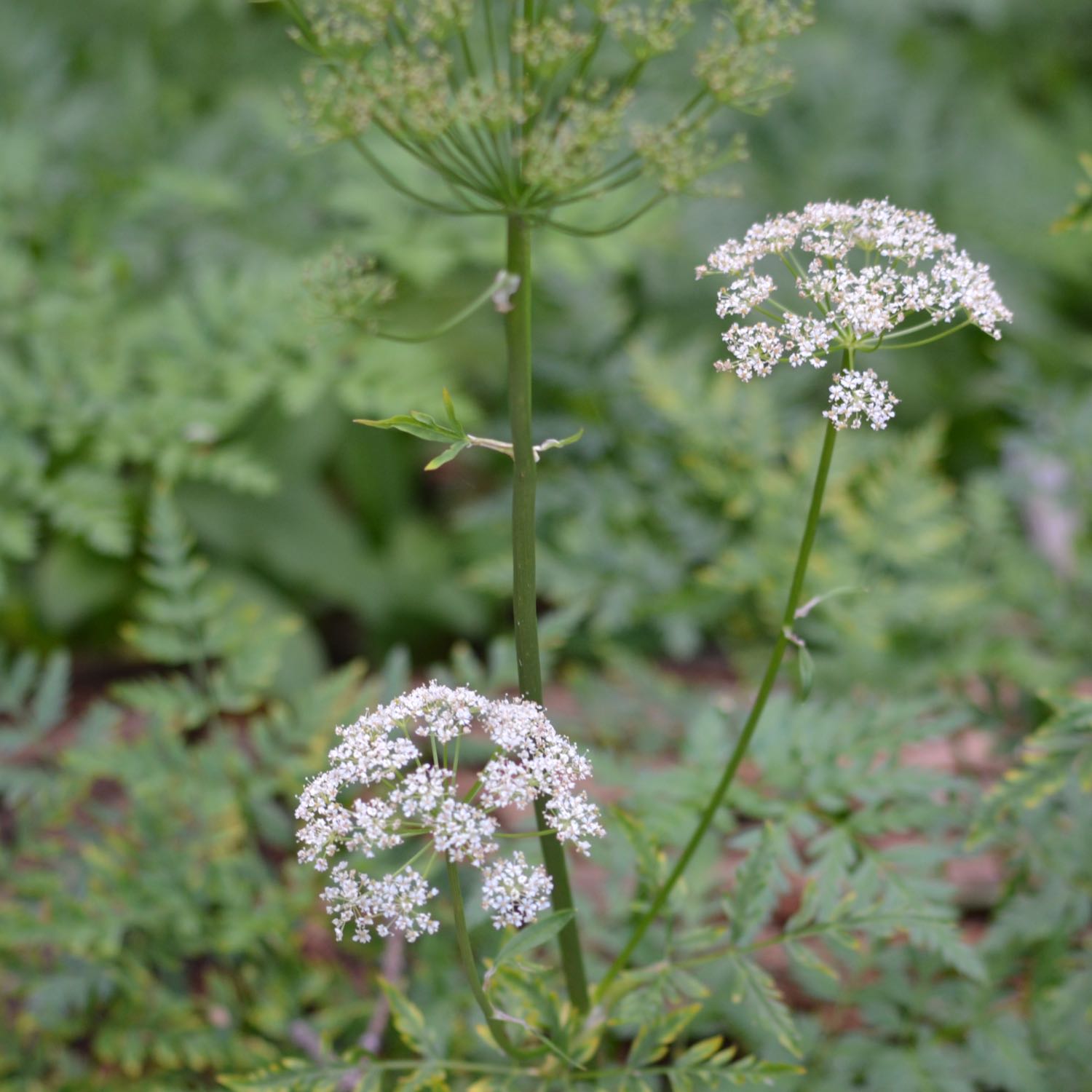 Osha Liquid Herbal Extract | Herb Pharm