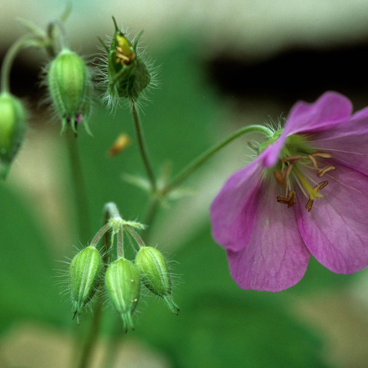 Wild Geranium Liquid Herbal Extract | Herb Pharm